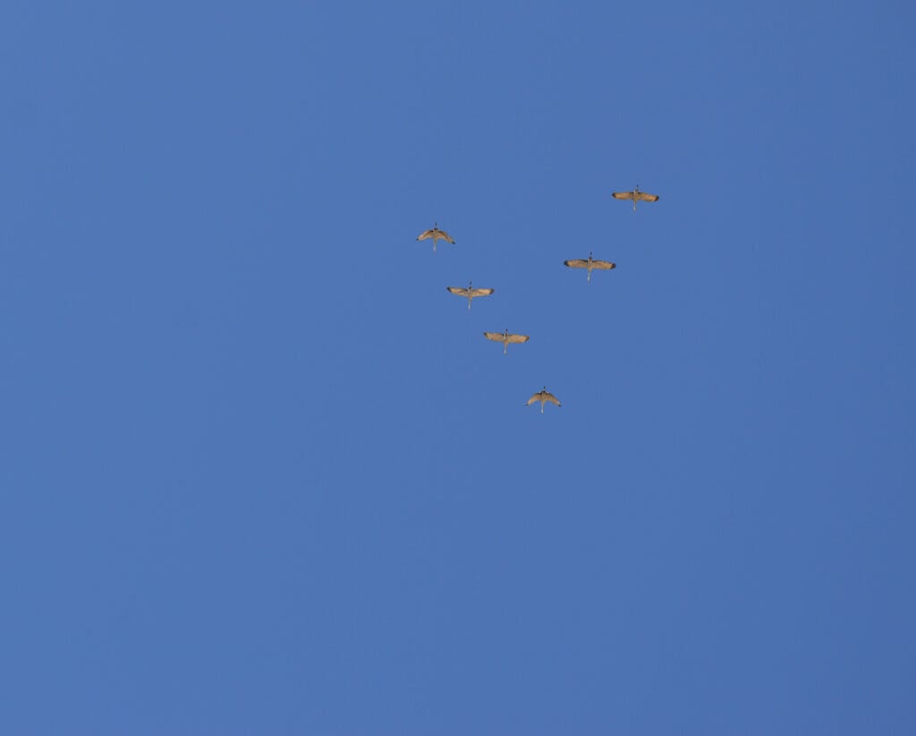 When and where to witness wildlife migration in Utah - TownLift, Park ...