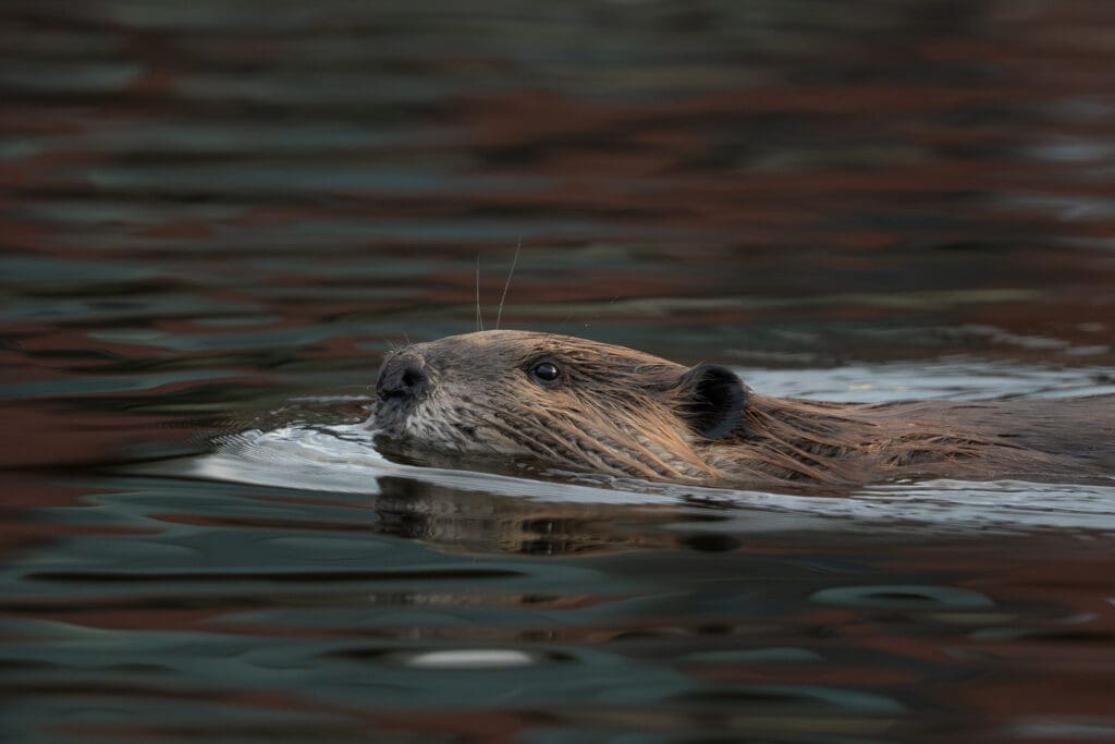 Dam it, and they will come: The beaver's role in Utah's environmental ...