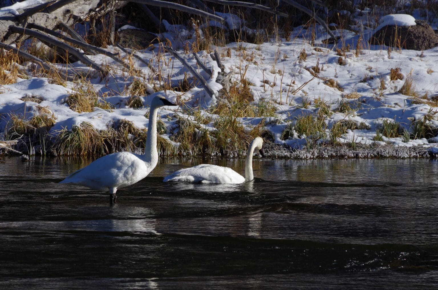 When and where to witness wildlife migration in Utah - TownLift, Park ...