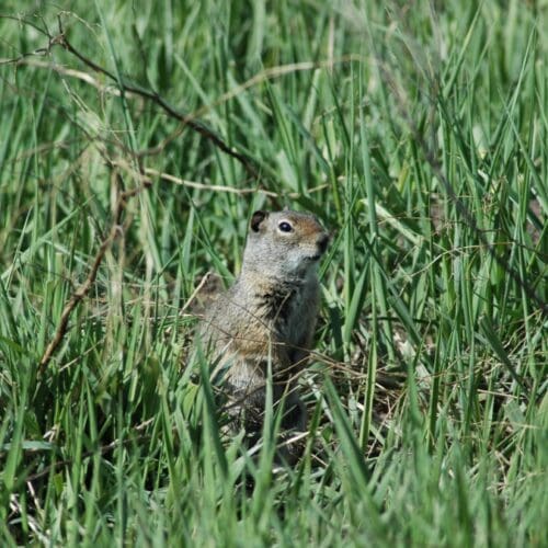 The Potgut paradox: Are Uinta Ground Squirrels pests or eco-warriors ...