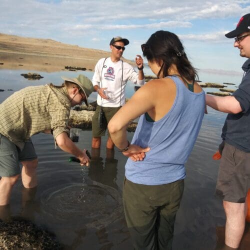 Move over, brine shrimp: Scientists discover new animal living in the ...