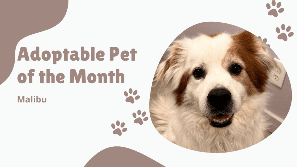 Adoptable Pet of the Month: Meet Malibu - TownLift, Park City News