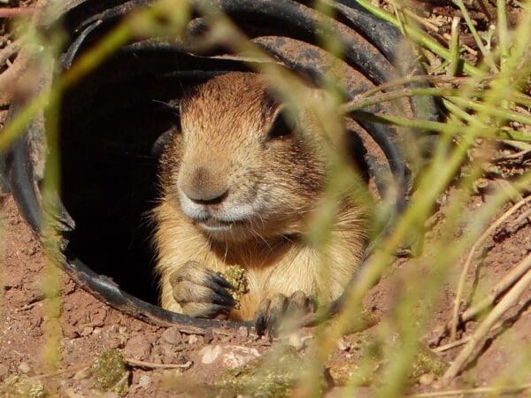 Utah Prairie Dogs: A triumph worth celebrating this Endangered Species ...