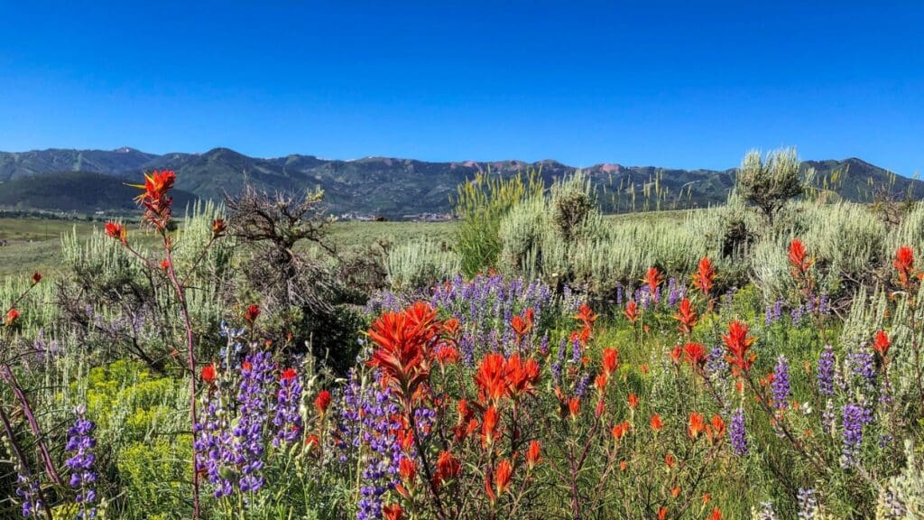 Tiger Woods swings by Park City to inspect Marcella Golf Course ...