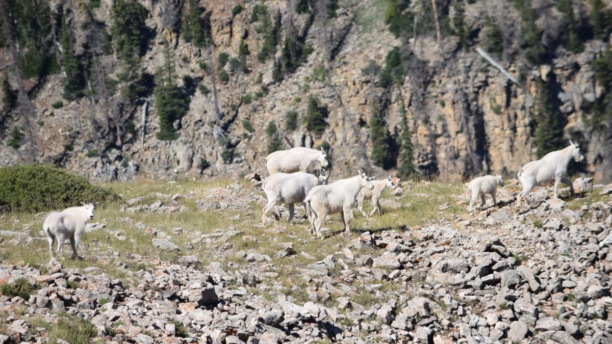 Avoiding conflicts with mountain goats: What hikers need to know ...