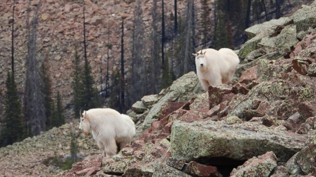 Avoiding conflicts with mountain goats: What hikers need to know ...