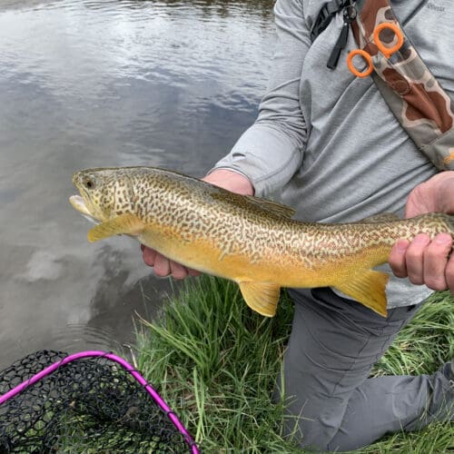 Master stream fishing in Utah with these tips and tricks - TownLift ...