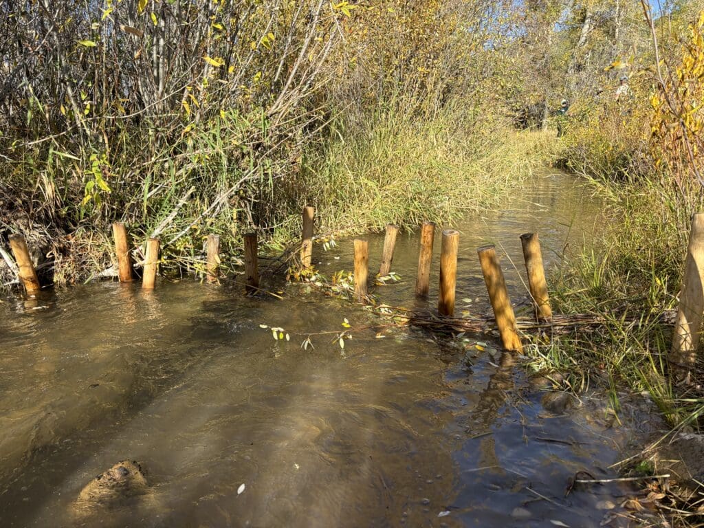 How 2,000 man-made beaver dams are revitalizing the Weber River ...