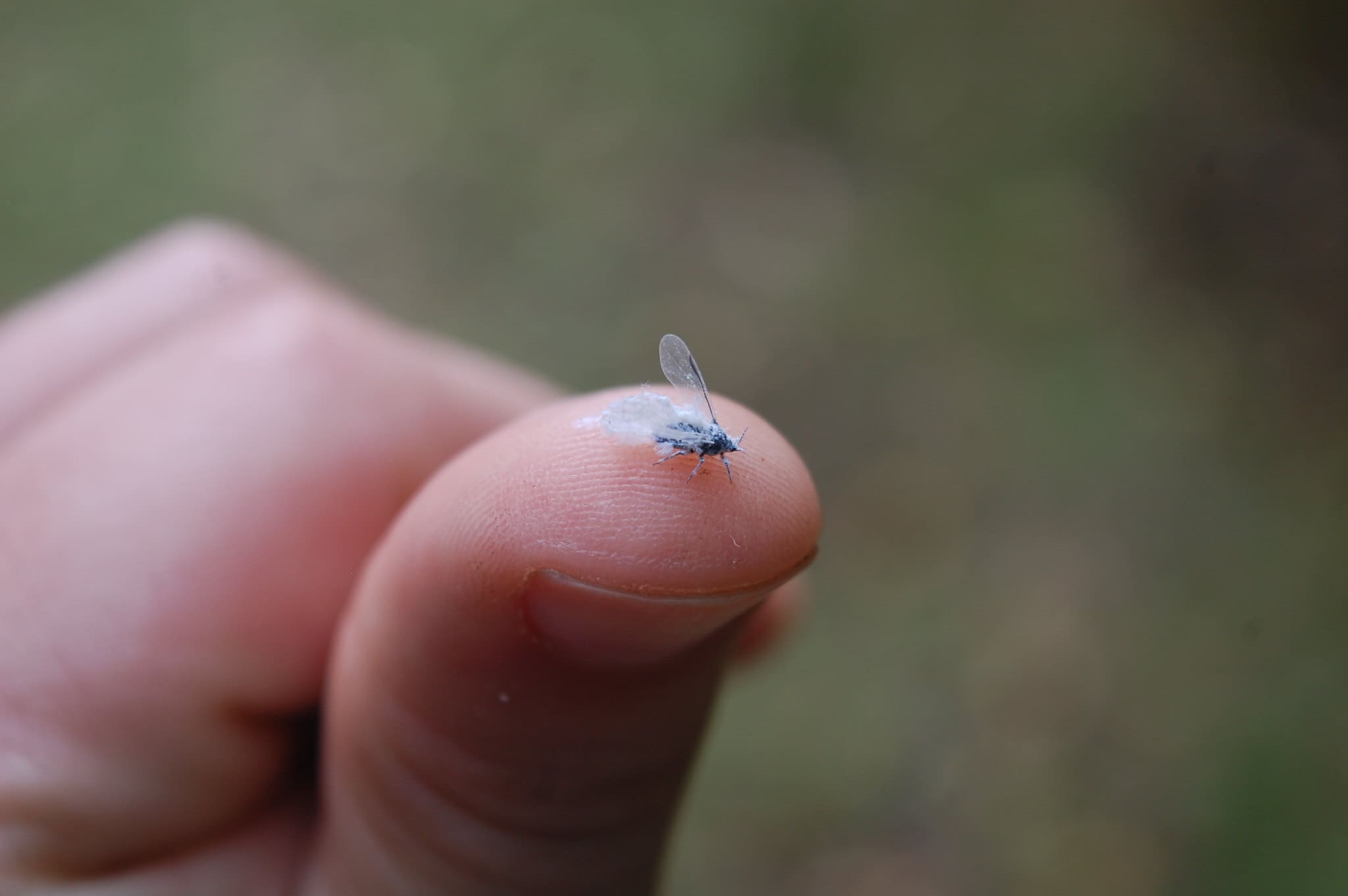Have you seen the blue flies with white fuzz? Learn about the woolly ...