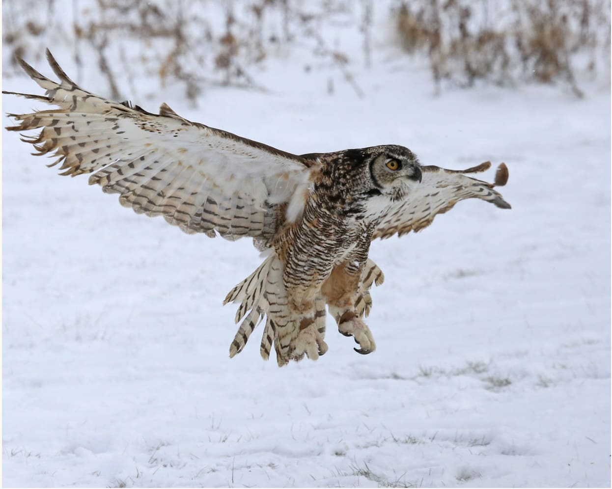 Wildlife Clinic partners with Swaner Preserve to expand raptor ...