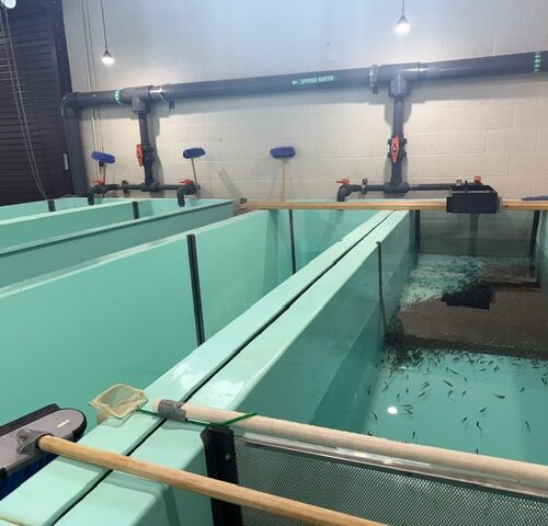 DWR completes new facility at Mantua Fish Hatchery to increase, improve ...