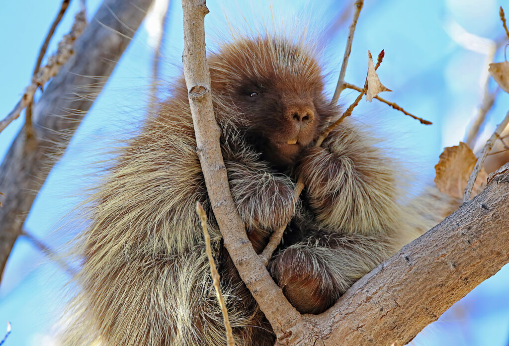 Come poke around for a DWR porcupine viewing - TownLift, Park City News