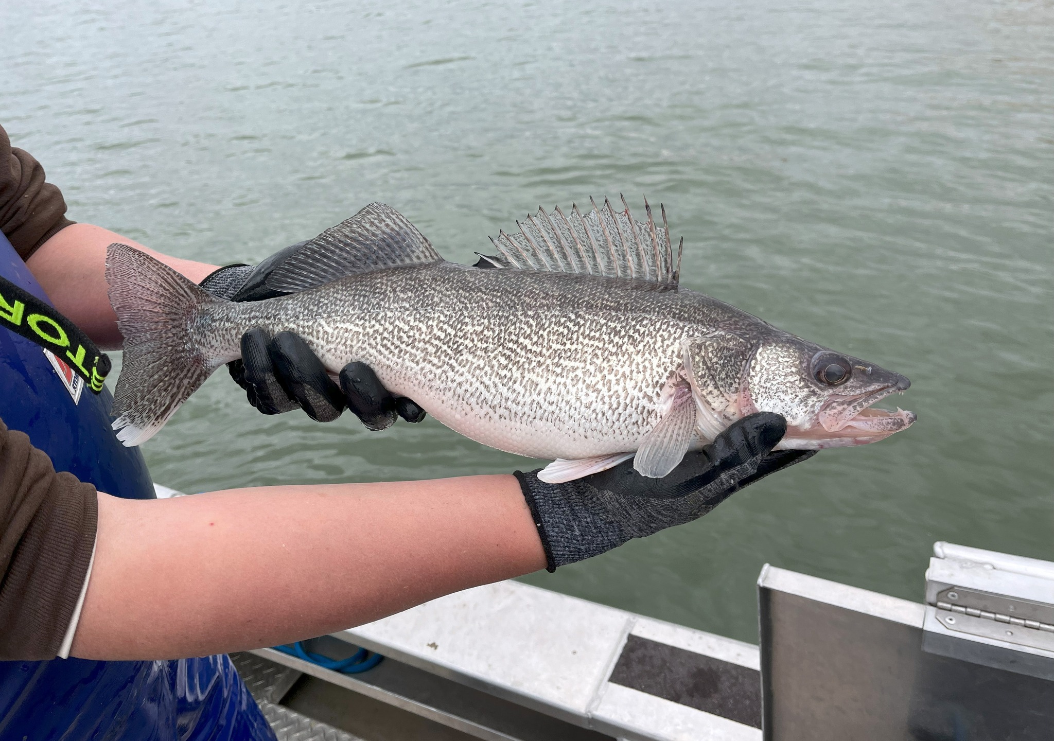 With booming fish populations, Willard Bay is like fish in a barrel ...