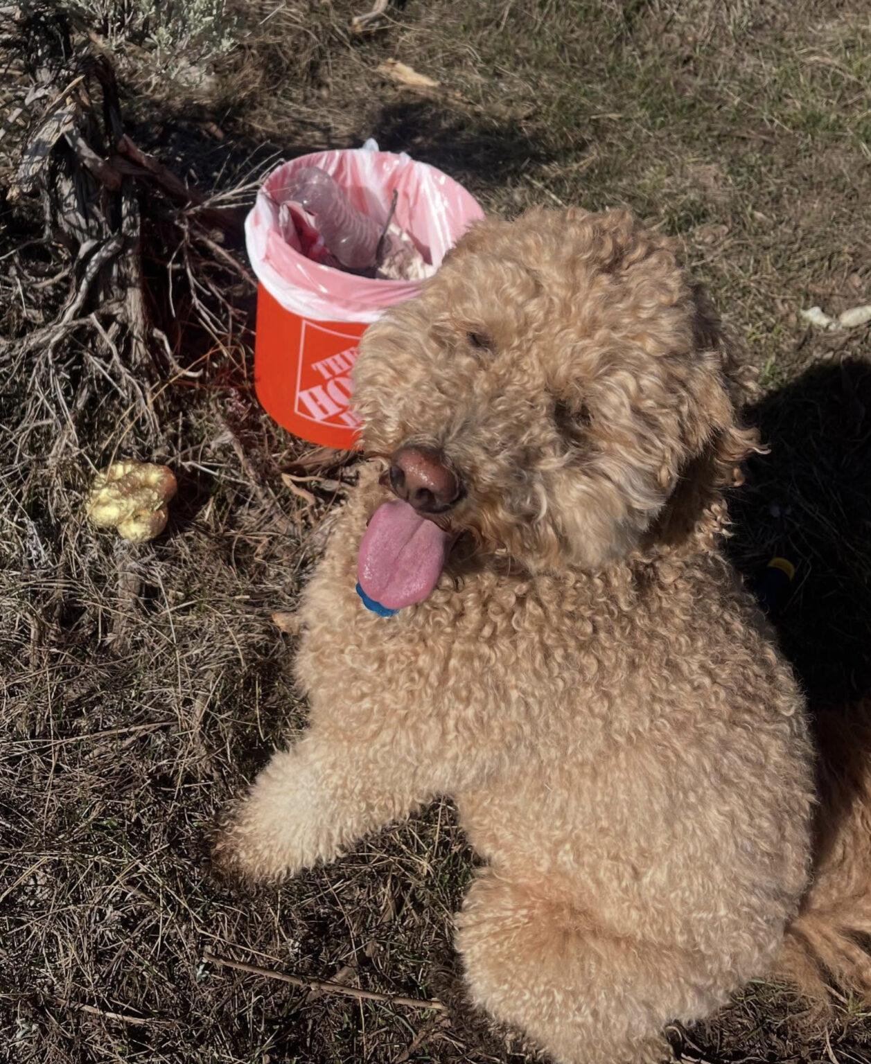 Run-A-Muk Reopens: Wagging tails, clean trails and one golden poop ...