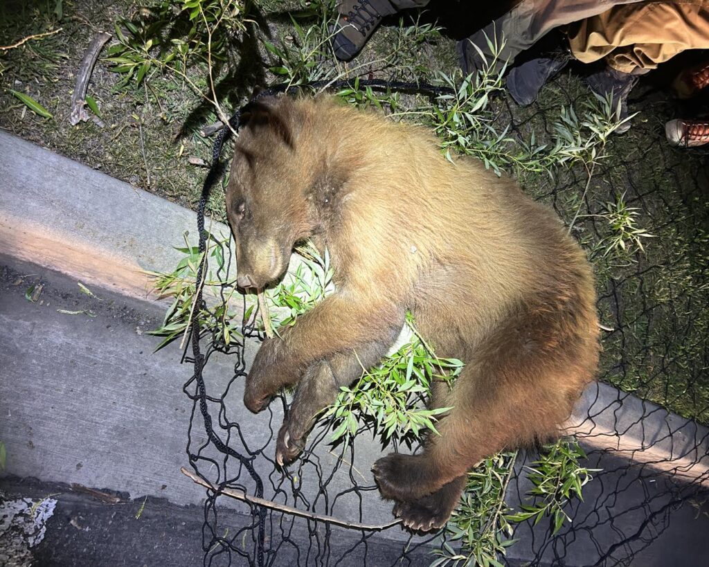 How the California gull became Utah's state bird - TownLift, Park City News