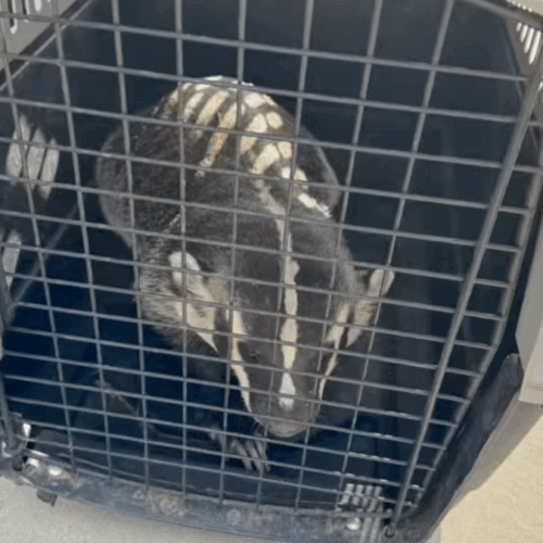 Heber police rescue badger stuck in local skate park - TownLift, Park ...