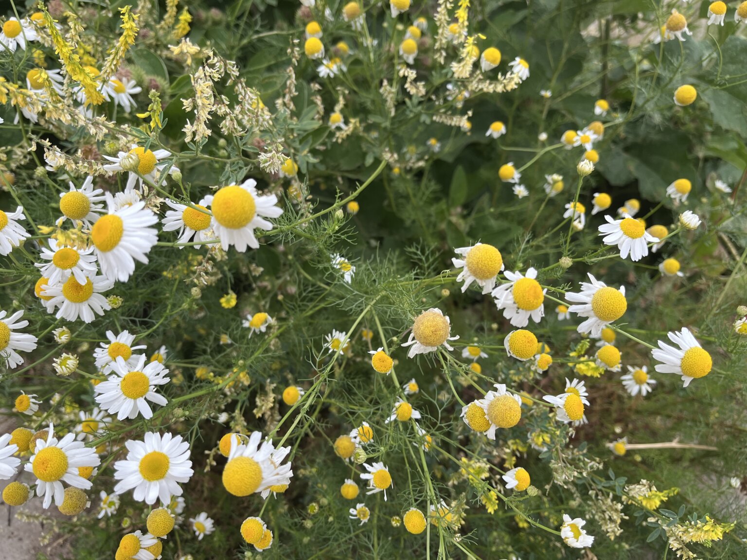 Wildflower Wednesday: Wild Chamomile spreads across Park City ...