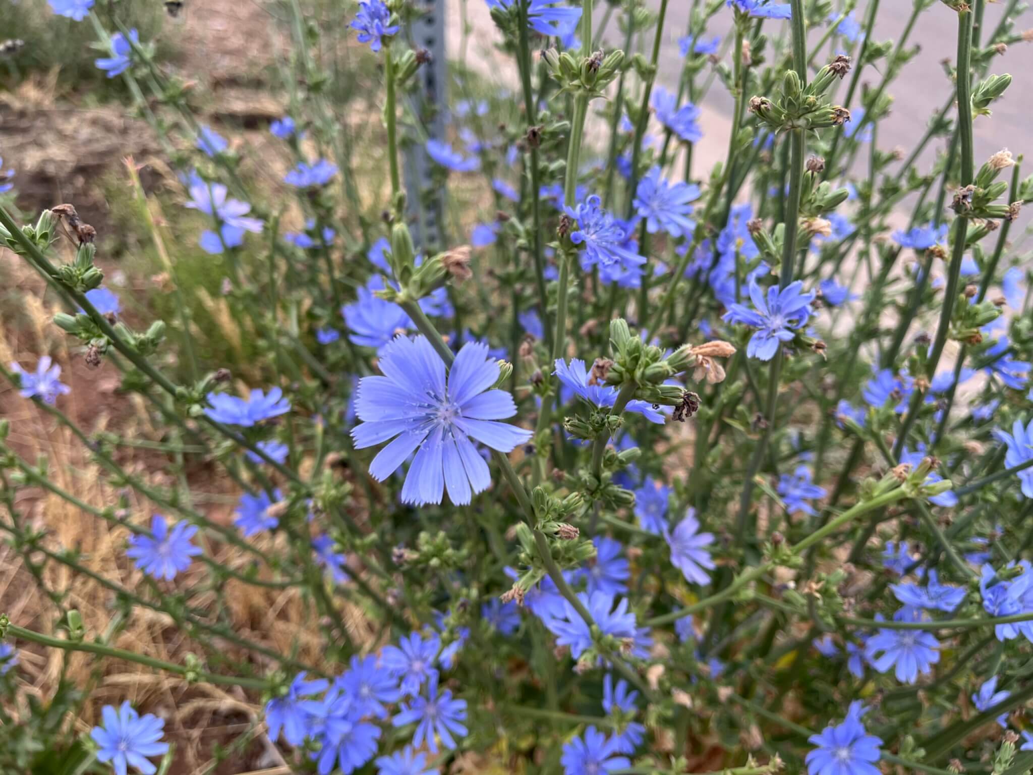 Wildflower Wednesday: Spotting Common Chicory’s electric‑blue blooms ...