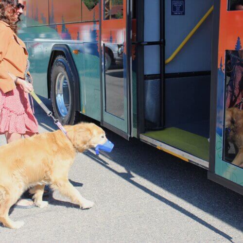 Park City Transit moves toward year-round Dogs-on-Bus Program ...