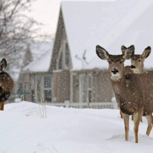 DWR explains how to handle wildlife sightings this winter - TownLift ...
