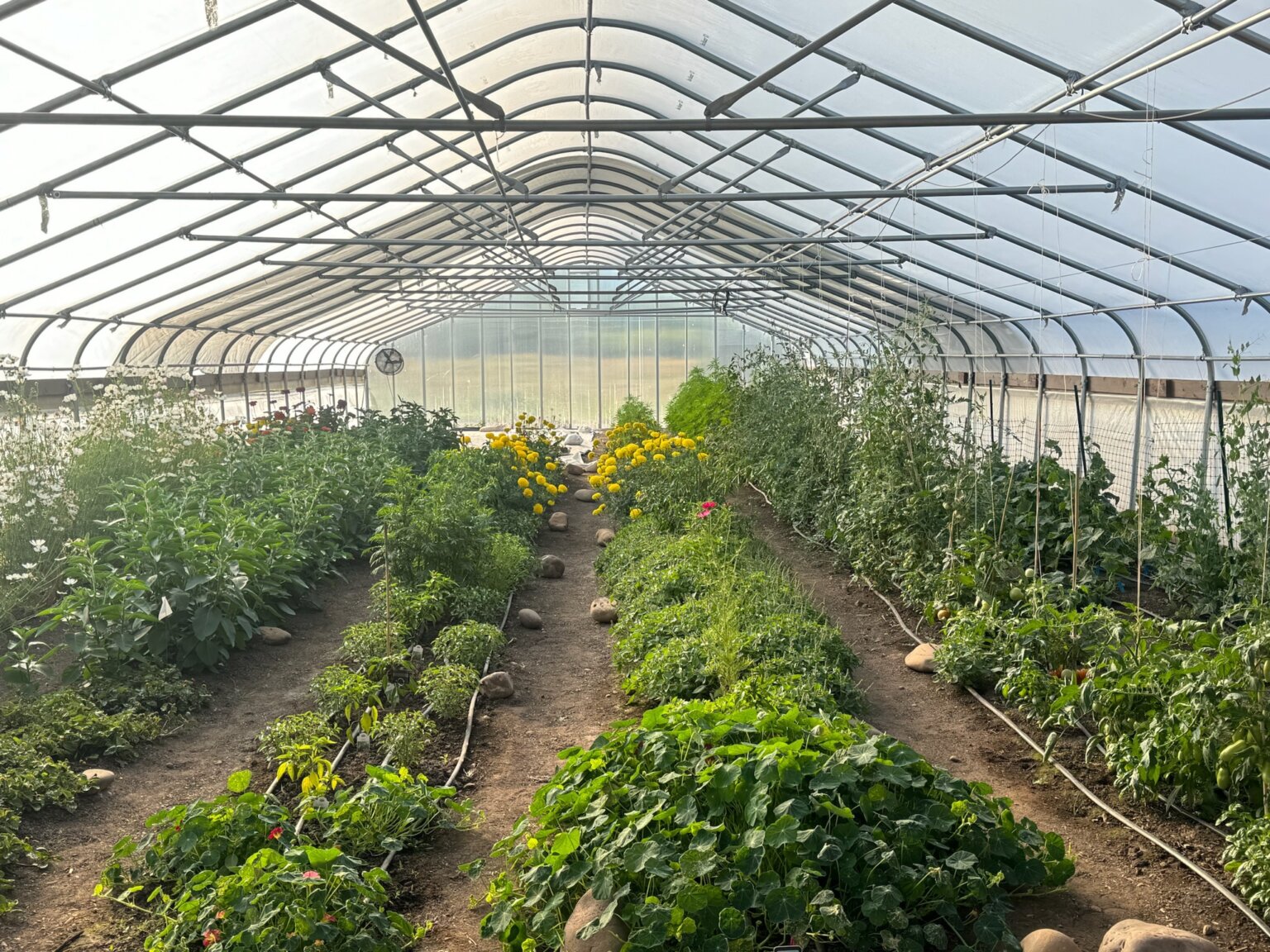 Healing Seeds: Cultivating connection, regeneration, and medicine from ...