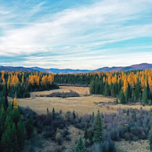 Meet Heber’s Bart the Bear, the Hollywood icon who helped save a ...
