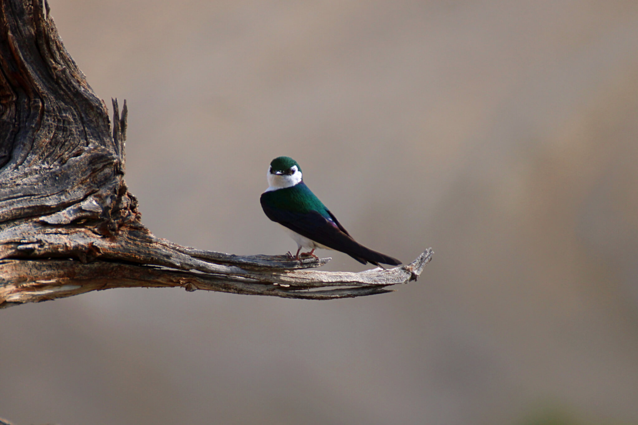 Wild Wasatch: Why Summit County is a vital stopover for migrating birds ...