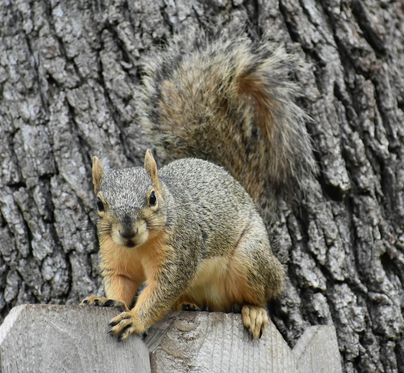 Help scientists track Utah's Fox Squirrel population - TownLift, Park ...