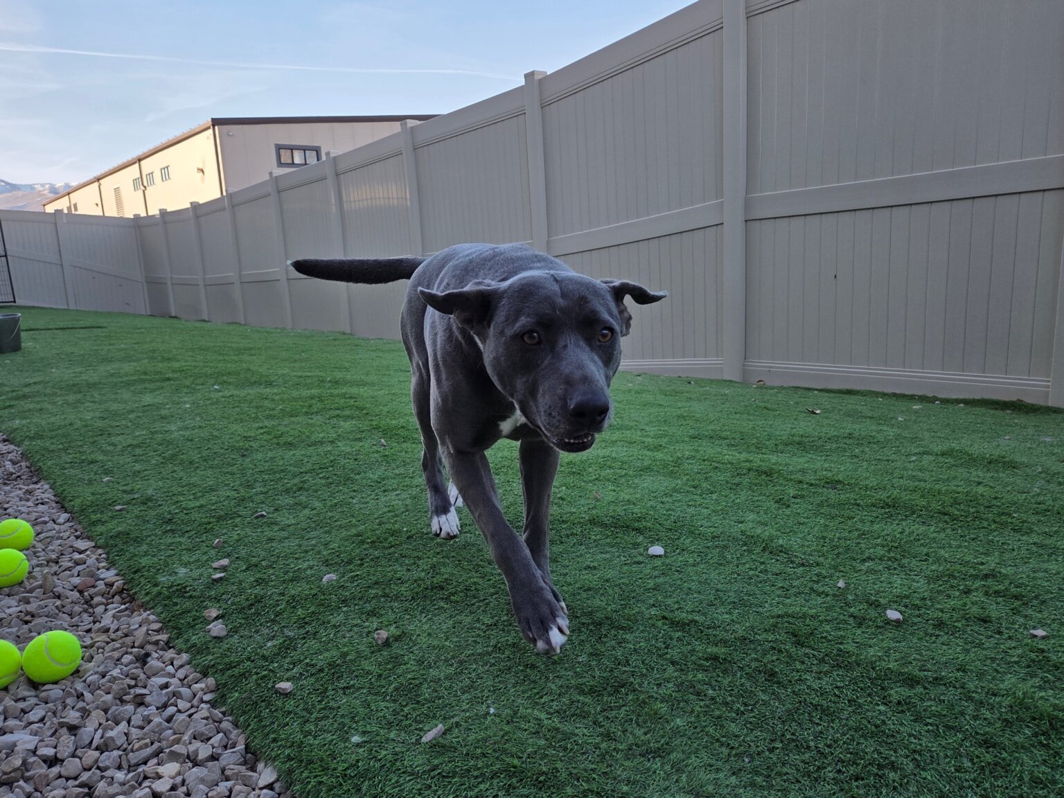 Park City dog rescue owner honored at California Gala, still seeking ...