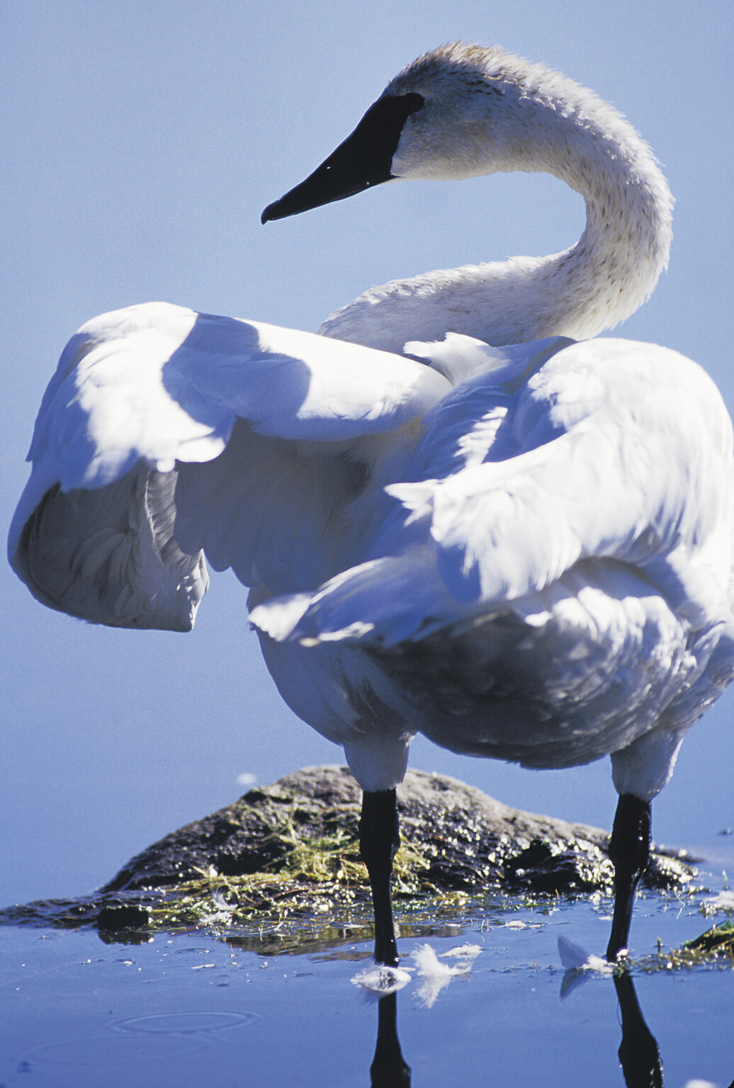Swans, sweethearts, and spring migration: Where to see Utah’s most ...