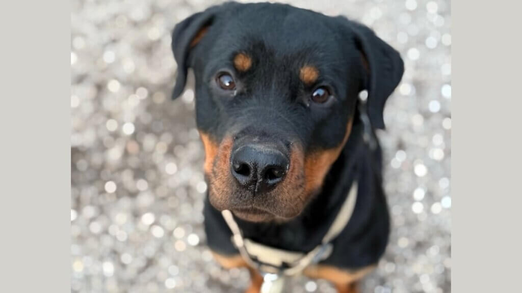Winnie the Rottweiler has one shot at a second chance and a local ...