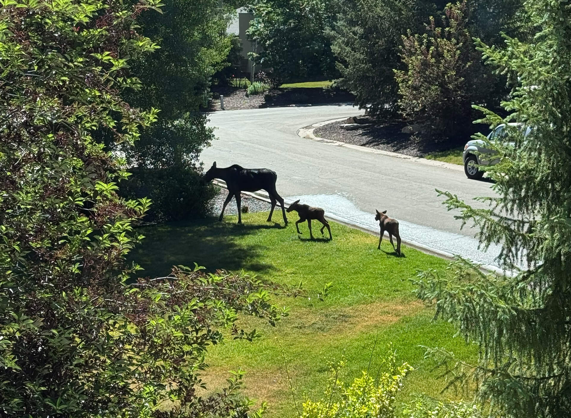 Slow down on SR-224: moose and twin calves are lingering dangerously ...